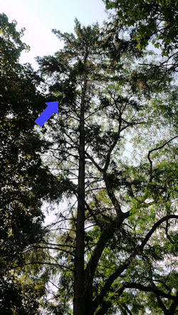 How to Get a Model Rocket Out of a Tree - Robot Room